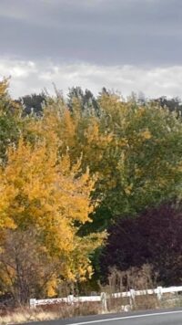 Fall Colors in Julian CA - Visit Julian, California