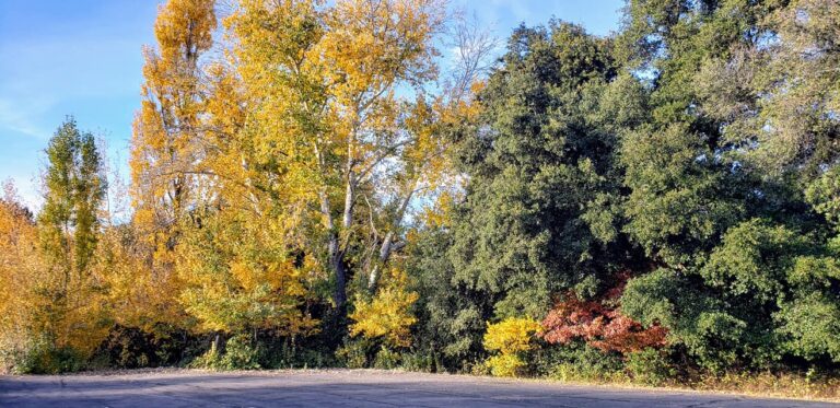 Fall Colors in Julian CA - Visit Julian, California