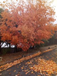 Fall Colors in Julian CA - Visit Julian, California
