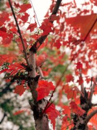 Fall Colors in Julian CA - Visit Julian, California