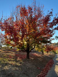 Fall Colors in Julian CA - Visit Julian, California