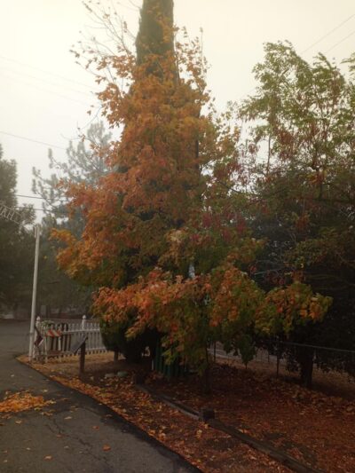 Fall Colors in Julian CA - Visit Julian, California