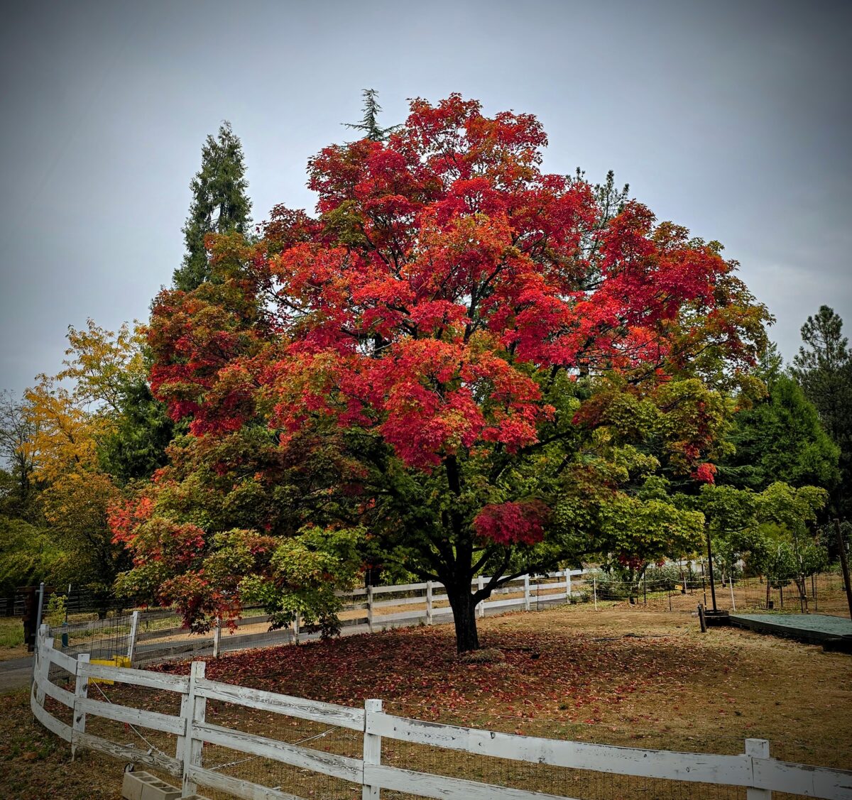 Fall Colors in Julian CA - Visit Julian, California