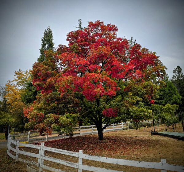 Fall Colors in Julian CA - Visit Julian, California