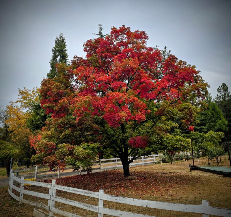Fall Colors in Julian CA - Visit Julian, California