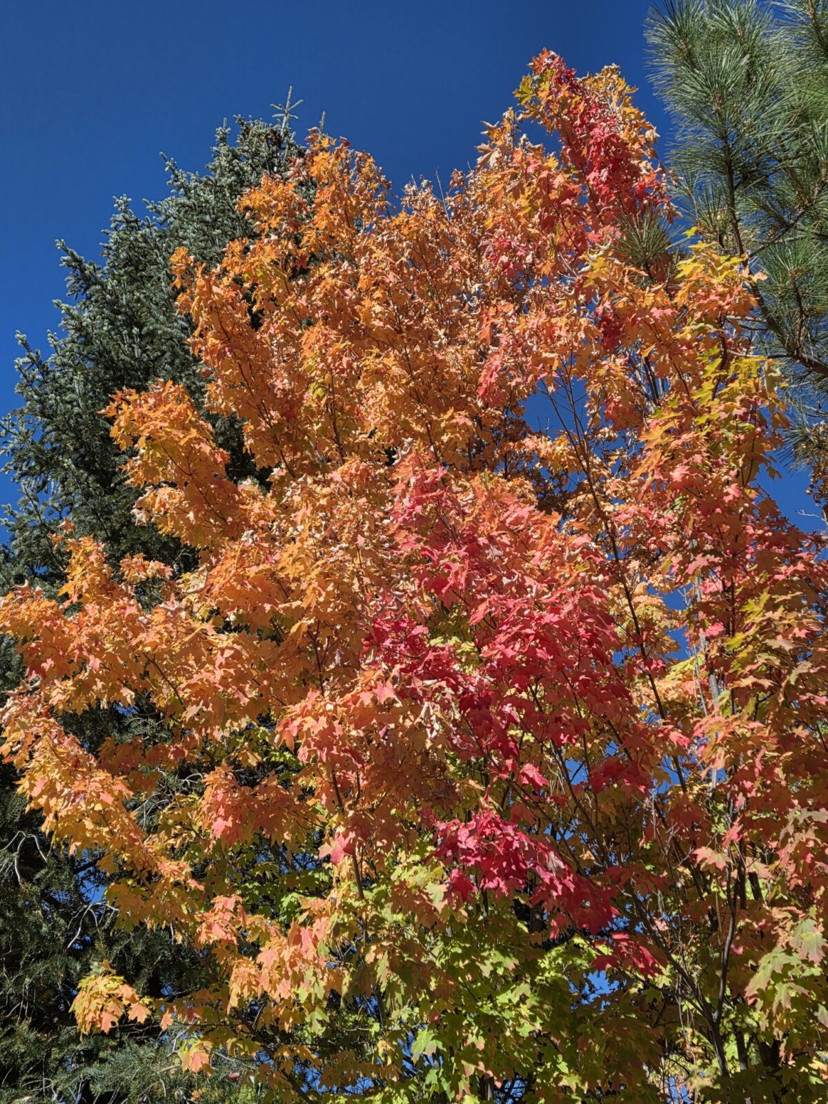 Fall Colors in Julian CA - Visit Julian, California