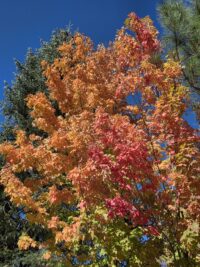 Fall Colors in Julian CA - Visit Julian, California