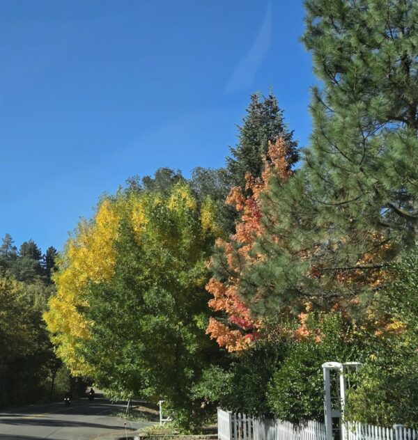 Fall Colors in Julian CA - Visit Julian, California