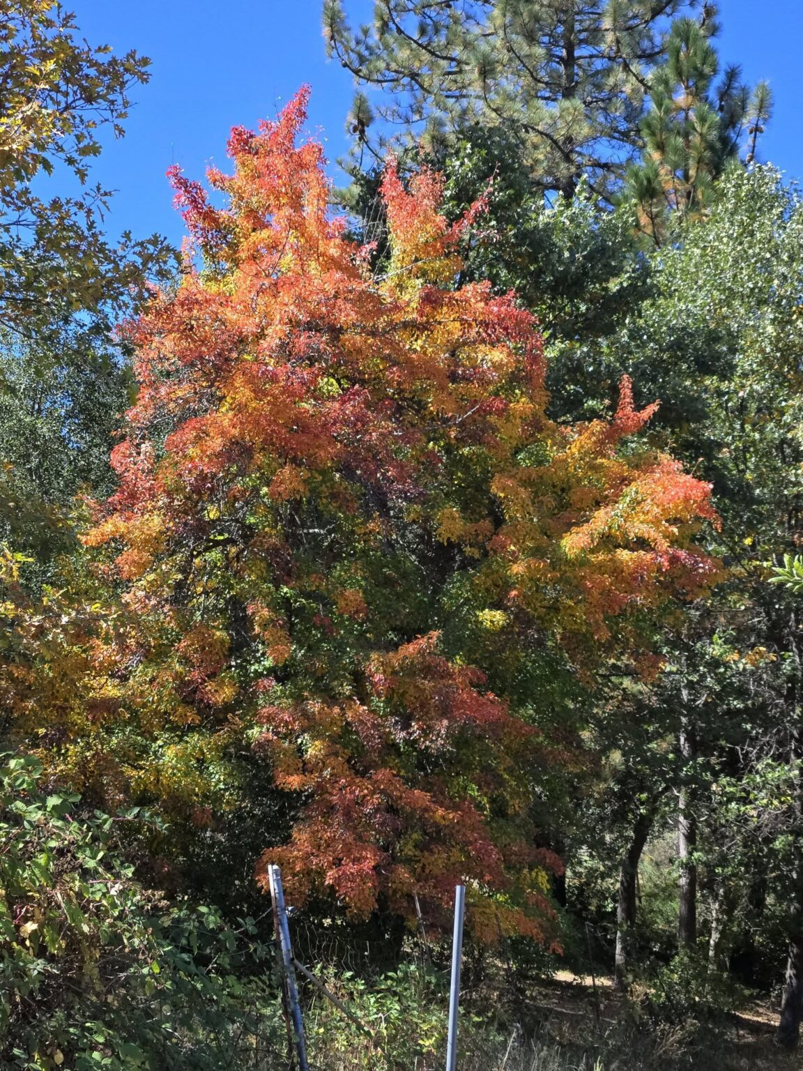 Fall Colors in Julian CA - Visit Julian, California