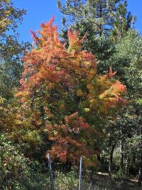 Fall Colors in Julian CA - Visit Julian, California