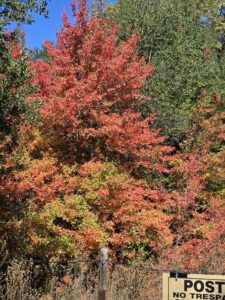 Fall Colors in Julian CA - Visit Julian, California