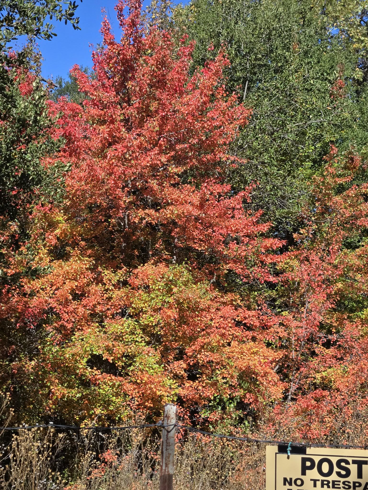 Fall Colors in Julian CA - Visit Julian, California
