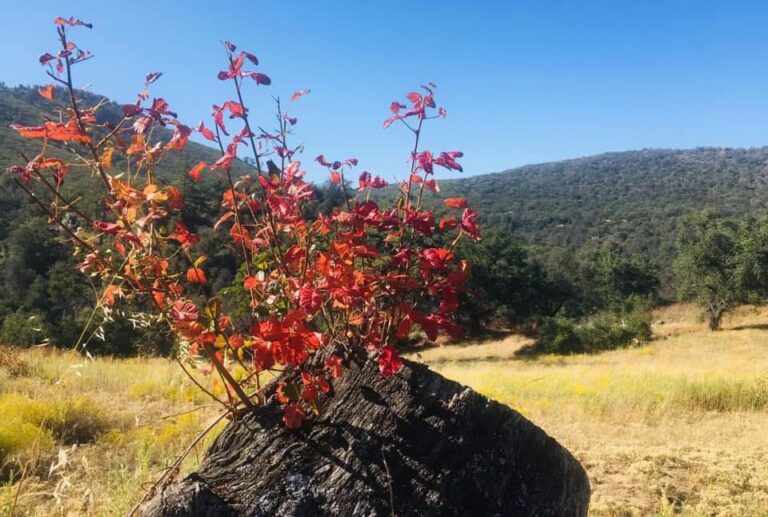 Fall Colors in Julian CA - Visit Julian, California