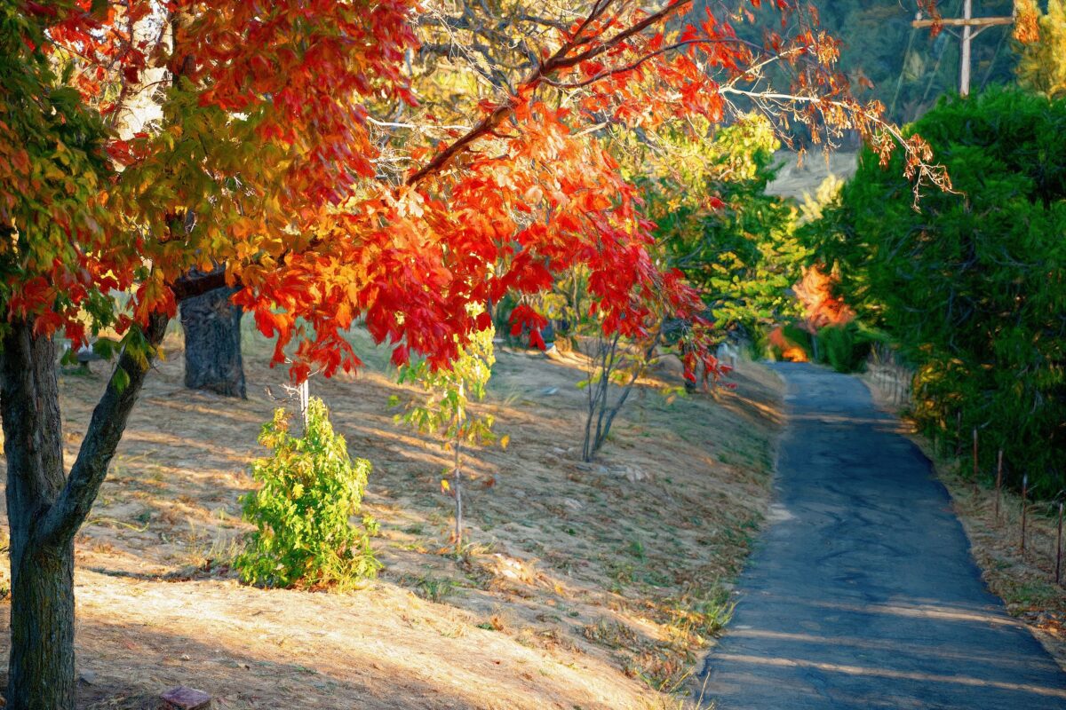 Fall Colors in Julian CA - Visit Julian, California