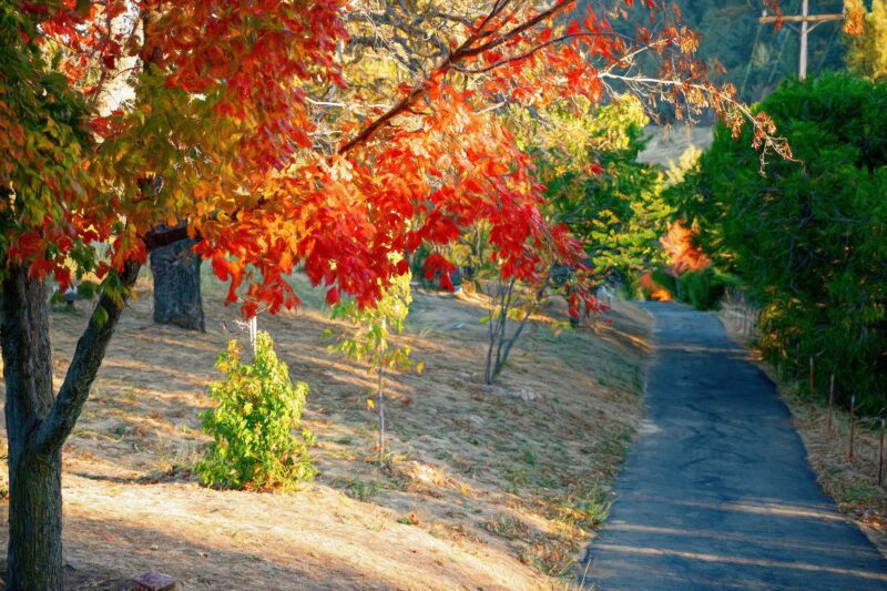 Fall Colors in Julian CA - Visit Julian, California